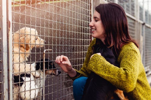 Courses In Animal Health Wellbeing Courses Online UK Courses In Animal Health Wellbeing Courses Online UK